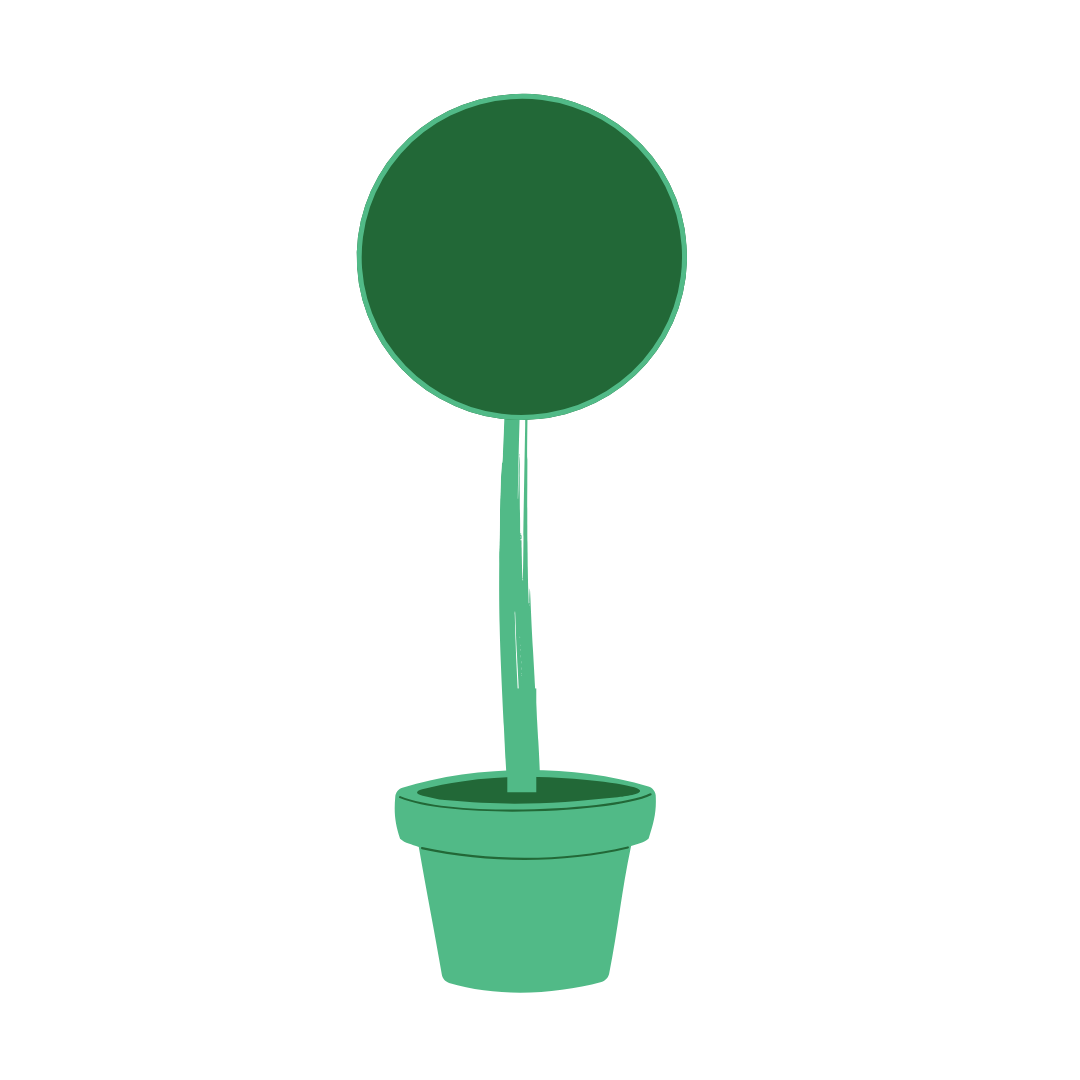 Standard lollipop tree - Auckland topiary. – Misa Landscape Trees