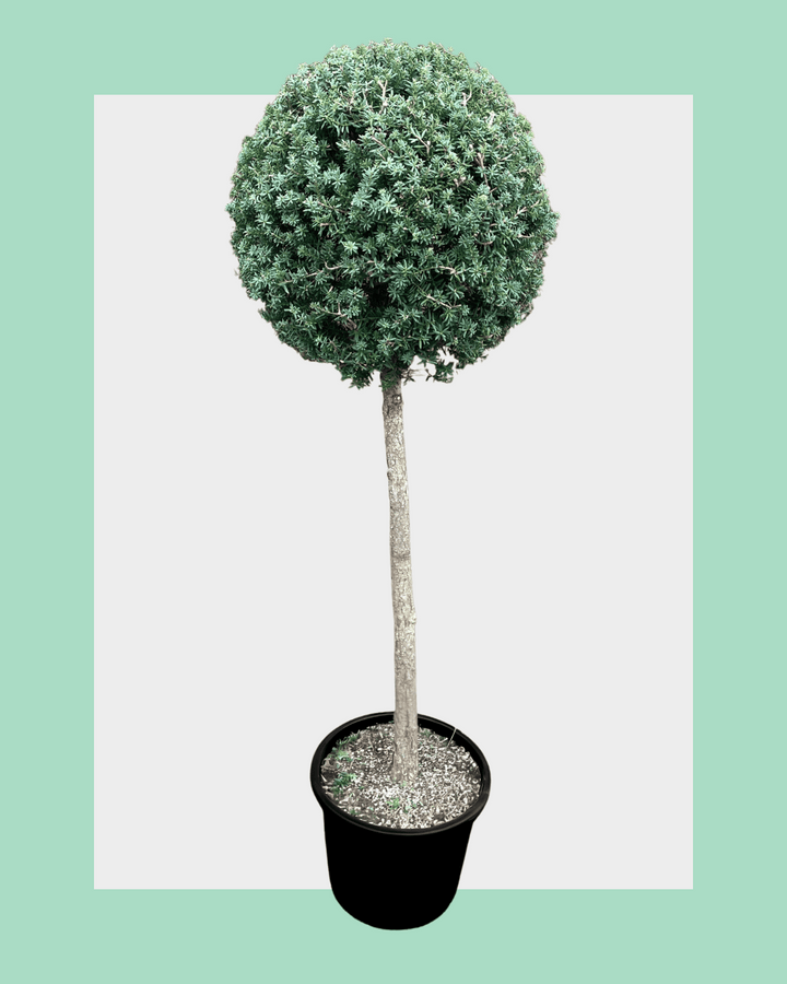 Standard lollipop tree - Auckland topiary. – Misa Landscape Trees