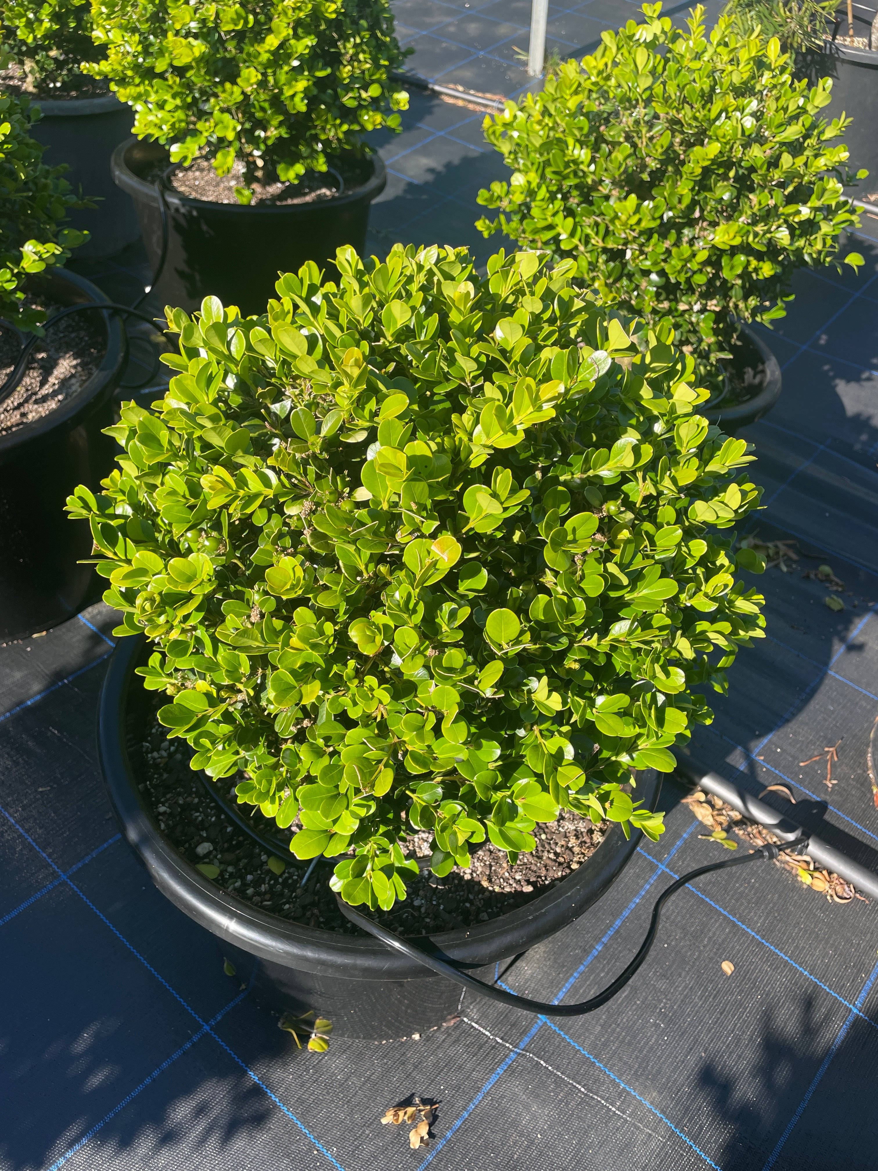 Buxus Microphylla (Japanese Box) Balls / Globes 30L – Misa Landscape Trees